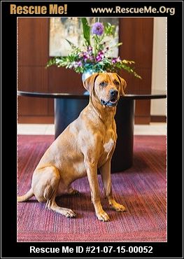 - North Carolina Rhodesian Ridgeback Rescue - ADOPTIONS - Rescue Me!