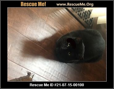 - Michigan Cat Rescue - ADOPTIONS - Rescue Me!