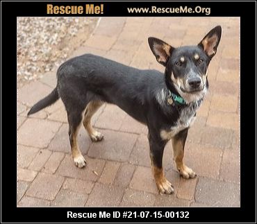 - Arizona German Shepherd Rescue - ADOPTIONS - Rescue Me!