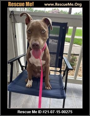 - Texas Pit Bull Rescue - ADOPTIONS - Rescue Me!