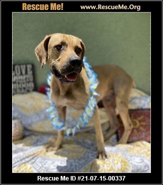 - Florida Dog Rescue - ADOPTIONS - Rescue Me!