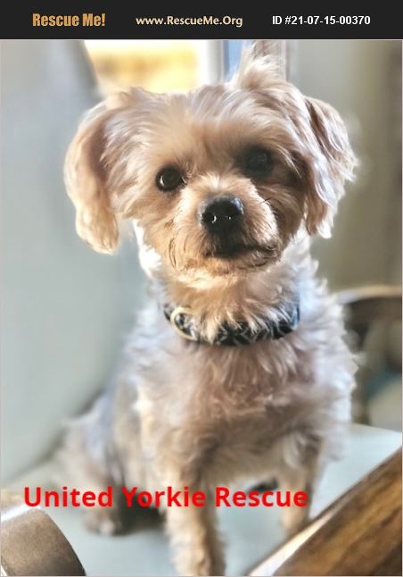 ADOPT 21071500370 ~ Yorkie Rescue ~ Temecula, CA