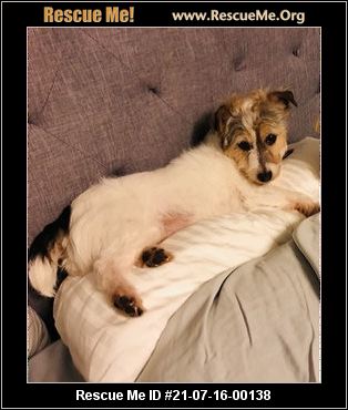 - California Jack Russell Rescue - ADOPTIONS - Rescue Me!