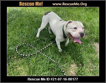 - Texas Pit Bull Rescue - ADOPTIONS - Rescue Me!