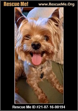 - California Yorkie Rescue - ADOPTIONS - Rescue Me!
