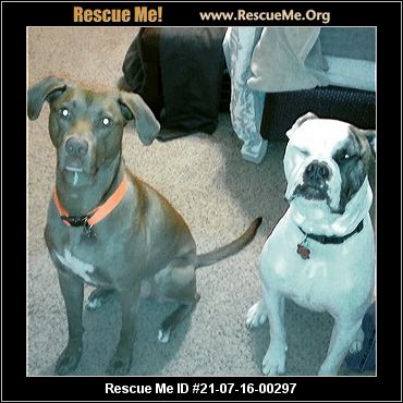 - Georgia Dog Rescue - ADOPTIONS - Rescue Me!