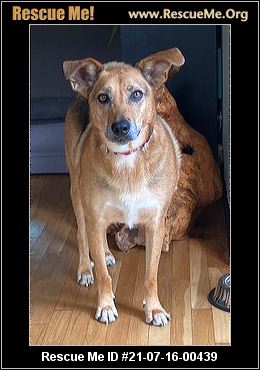 - New Jersey Dog Rescue - ADOPTIONS - Rescue Me!