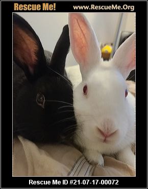 - Illinois Rabbit Rescue - ADOPTIONS - Rescue Me!
