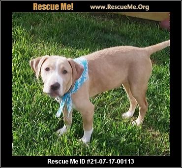 - Texas Pit Bull Rescue - ADOPTIONS - Rescue Me!