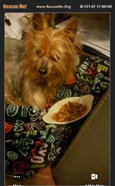 ADOPT 21071700148 ~ Yorkie Rescue ~ Princeton, WV