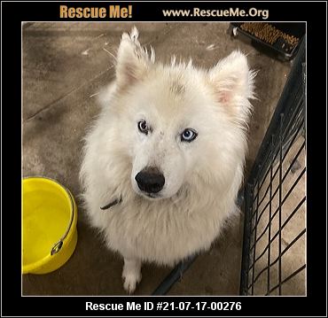 - Ohio Siberian Husky Rescue - ADOPTIONS - Rescue Me!