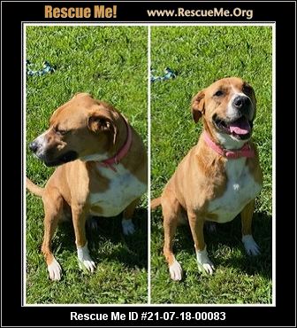 - Texas Boxer Rescue - ADOPTIONS - Rescue Me!