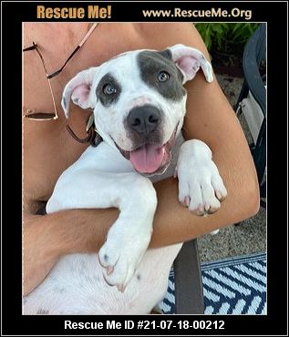 - Texas Pit Bull Rescue - ADOPTIONS - Rescue Me!