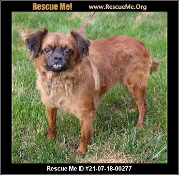 - Iowa Dog Rescue - ADOPTIONS - Rescue Me!