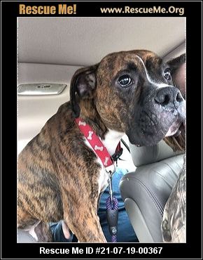 - Texas Boxer Rescue - ADOPTIONS - Rescue Me!