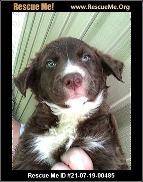 - Ohio Australian Shepherd Rescue - ADOPTIONS - Rescue Me!