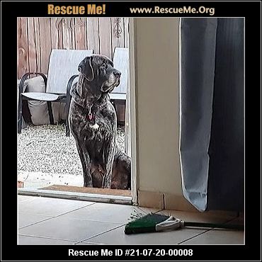 - California Mastiff Rescue - ADOPTIONS - Rescue Me!