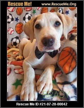 - New Hampshire Dog Rescue - ADOPTIONS - Rescue Me!