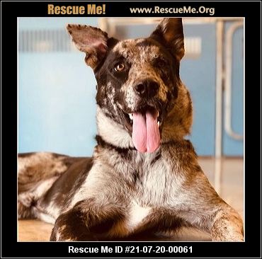 - Alabama Dog Rescue - ADOPTIONS - Rescue Me!