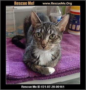 - Arizona Cat Rescue - ADOPTIONS - Rescue Me!
