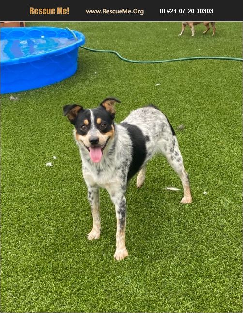 ADOPT 21072000303 ~ Australian Cattle Dog Rescue ~ Portland, OR