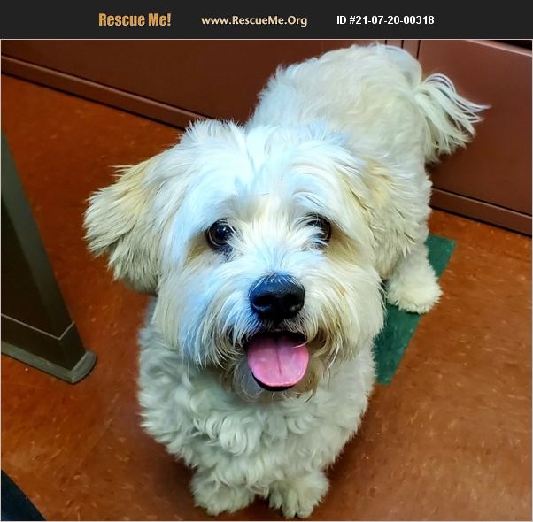 ADOPT 21072000318 ~ Maltese Rescue ~ Riverside County, CA