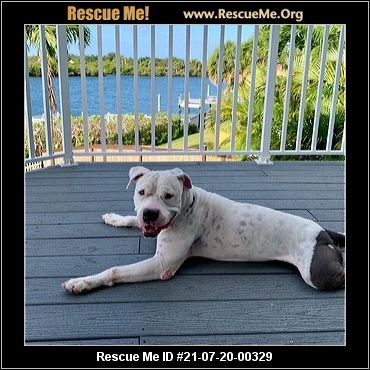 - Florida Pit Bull Rescue - ADOPTIONS - Rescue Me!