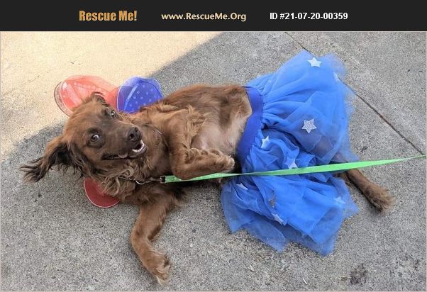 ADOPT 21072000359 ~ Welsh Springer Spaniel Rescue ~ N. Chesterfield, VA