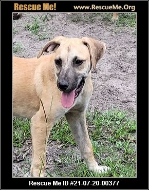 - Georgia Dog Rescue - ADOPTIONS - Rescue Me!