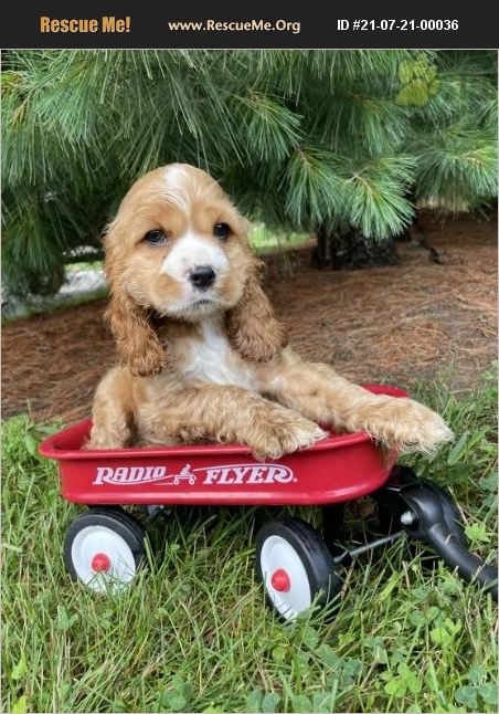 ADOPT 21072100036 ~ Cocker Spaniel Rescue ~ Lagrange, IN