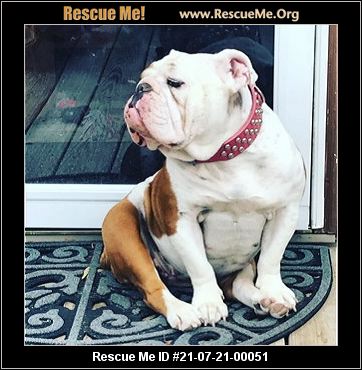 - Michigan Bulldog Rescue - ADOPTIONS - Rescue Me!