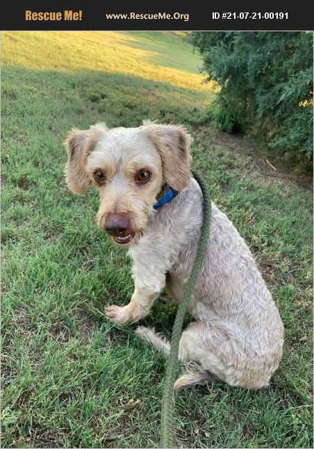 ADOPT 21072100191 ~ Poodle Rescue ~ Kansas