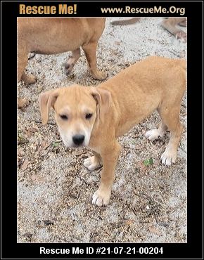 - Georgia Dog Rescue - ADOPTIONS - Rescue Me!