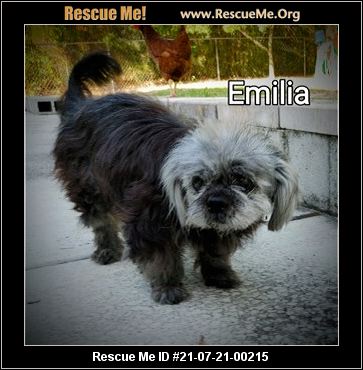 - Florida Dog Rescue - ADOPTIONS - Rescue Me!