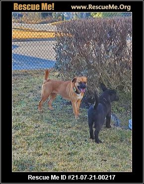 - Georgia Boxer Rescue - ADOPTIONS - Rescue Me!