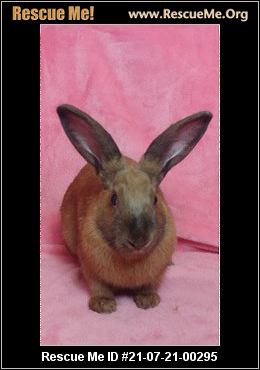 - California Rabbit Rescue - ADOPTIONS - Rescue Me!