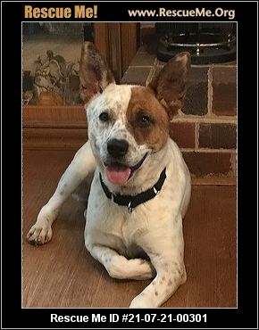 - Virginia Dog Rescue - ADOPTIONS - Rescue Me!