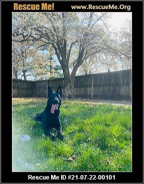 - Indiana German Shepherd Rescue - ADOPTIONS - Rescue Me!
