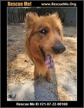 - California Chow Chow Rescue - ADOPTIONS - Rescue Me!