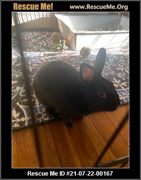 - New Jersey Rabbit Rescue - ADOPTIONS - Rescue Me!