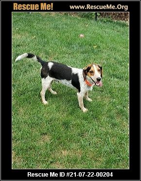 - Pennsylvania Beagle Rescue - ADOPTIONS - Rescue Me!