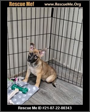 - Delaware Dog Rescue - ADOPTIONS - Rescue Me!