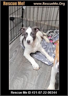 - Delaware Dog Rescue - ADOPTIONS - Rescue Me!