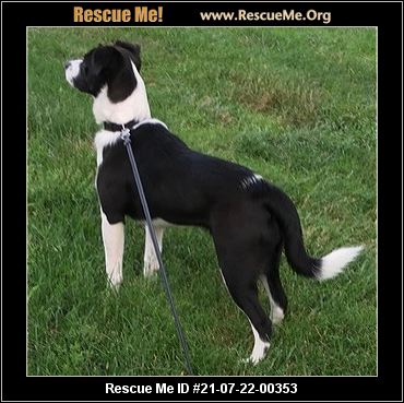- Ohio Border Collie Rescue - ADOPTIONS - Rescue Me!