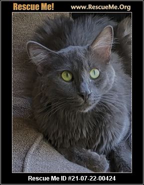 - California Russian Blue Rescue - ADOPTIONS - Rescue Me!