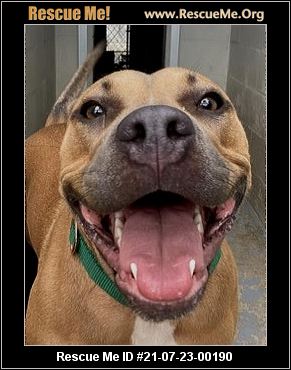 - Florida Dog Rescue - ADOPTIONS - Rescue Me!