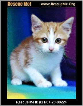 - Virginia Cat Rescue - ADOPTIONS - Rescue Me!