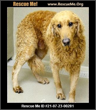 - Georgia Poodle Rescue - ADOPTIONS - Rescue Me!