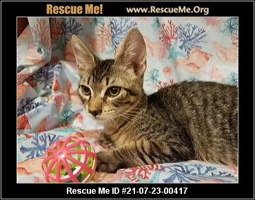 - Arizona Cat Rescue - ADOPTIONS - Rescue Me!