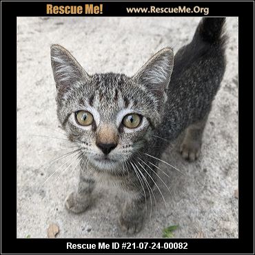 - Florida Cat Rescue - ADOPTIONS - Rescue Me!
